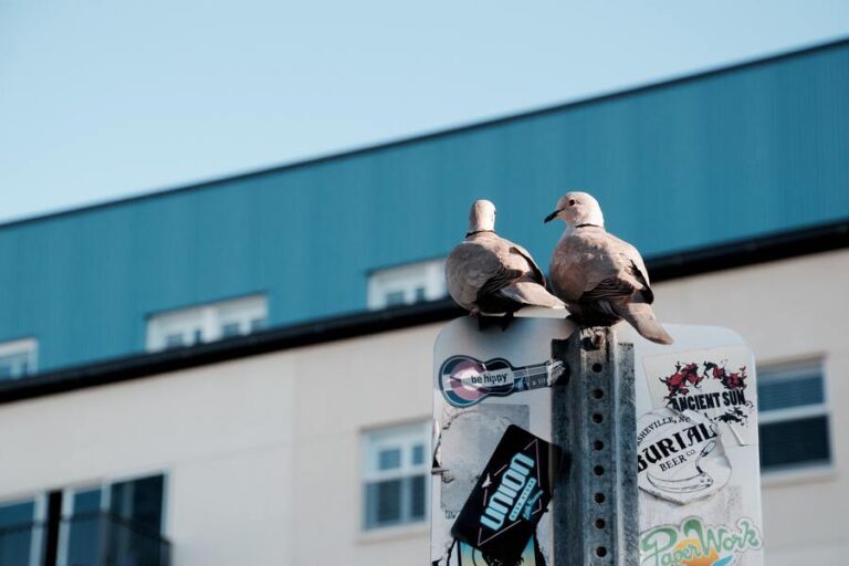 9 Spiritual Meanings of a Pair of Doves: 2 Doves Meaning