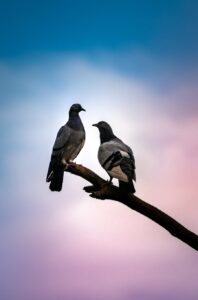 9 Spiritual Meanings of a Pair of Doves: 2 Doves Meaning