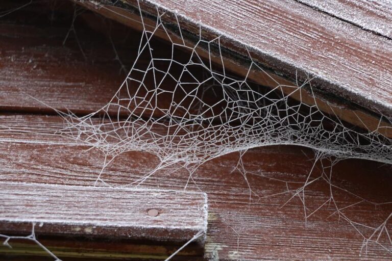 I Keep Seeing Spiders: What does it Mean? 9 Messages