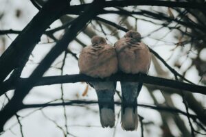 9 Spiritual Meanings of a Pair of Doves: 2 Doves Meaning