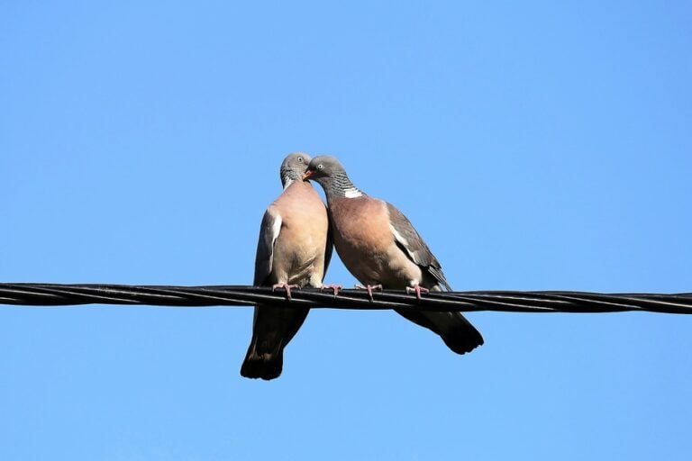9 Spiritual Meanings of a Pair of Doves: 2 Doves Meaning