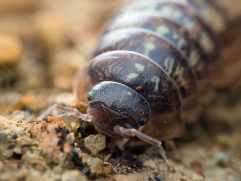 9 Rollie Pollie Spiritual Meanings: Is It a Good Omen?