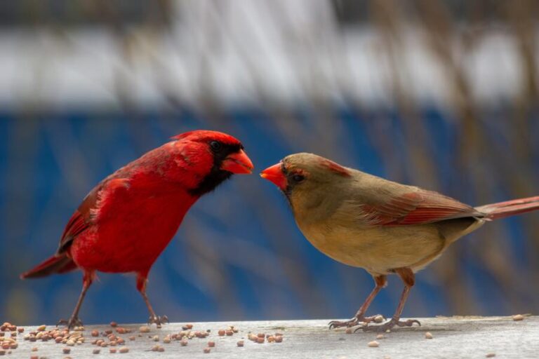 11 Spiritual Meanings of 2 Red Cardinals Together
