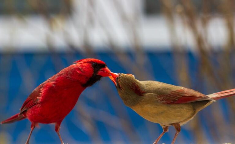 11 Spiritual Meanings of 2 Red Cardinals Together