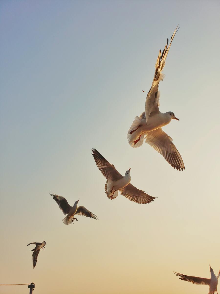 13 Spiritual Meanings Of A Bird Flying Around You