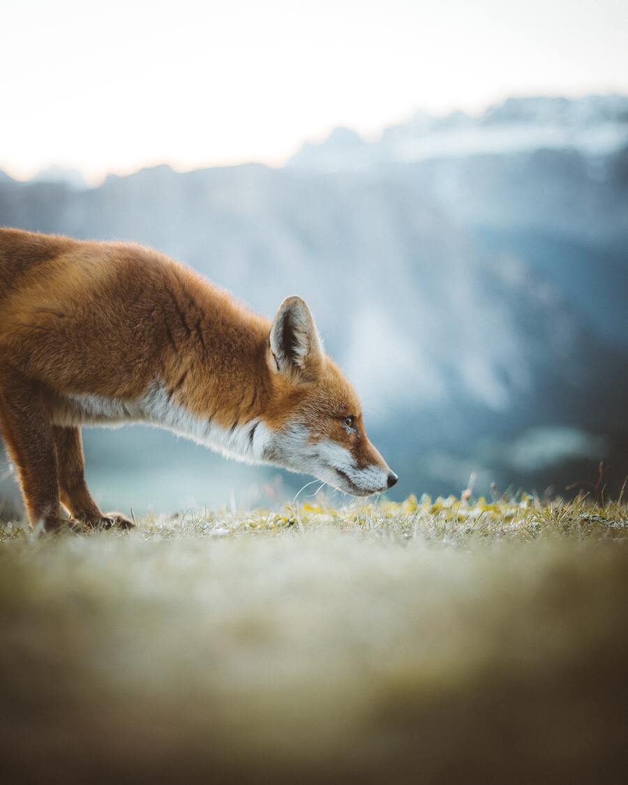 11 Spiritual Meanings a Fox Crossing Your Path at Night