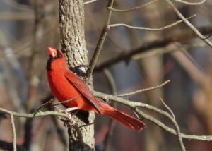 11 Spiritual Meanings of 2 Red Cardinals Together