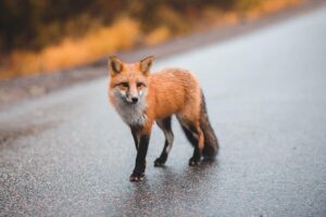 11 Spiritual Meanings a Fox Crossing Your Path at Night