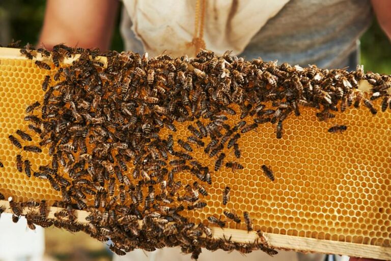 9 Honey Bee Spiritual Meanings and Symbolism