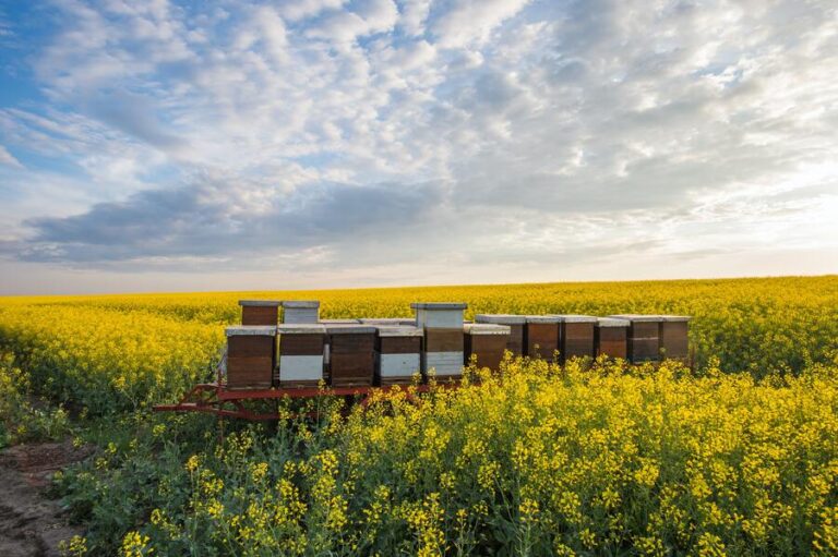 9 Honey Bee Spiritual Meanings and Symbolism