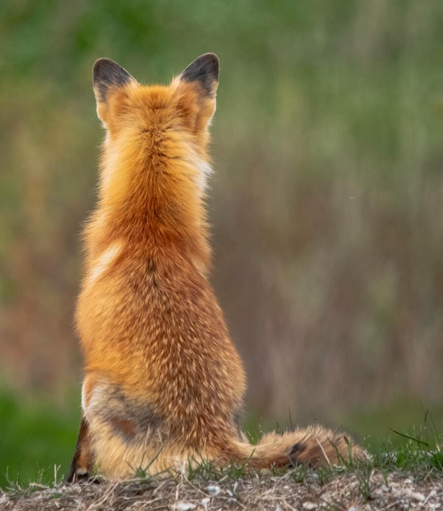 11 Spiritual Meanings a Fox Crossing Your Path at Night