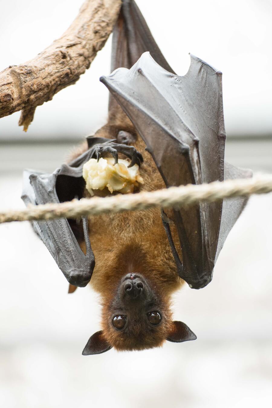 9 Meanings of a Bat in The House - Is it a Sign of Death?