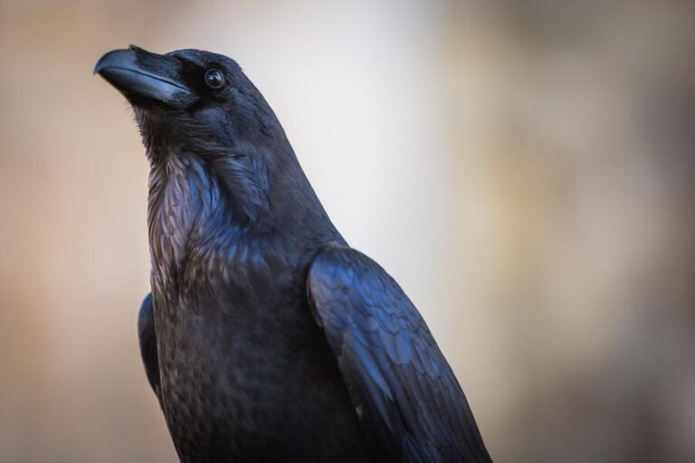 What Does it Mean When you See a Raven During the Day?