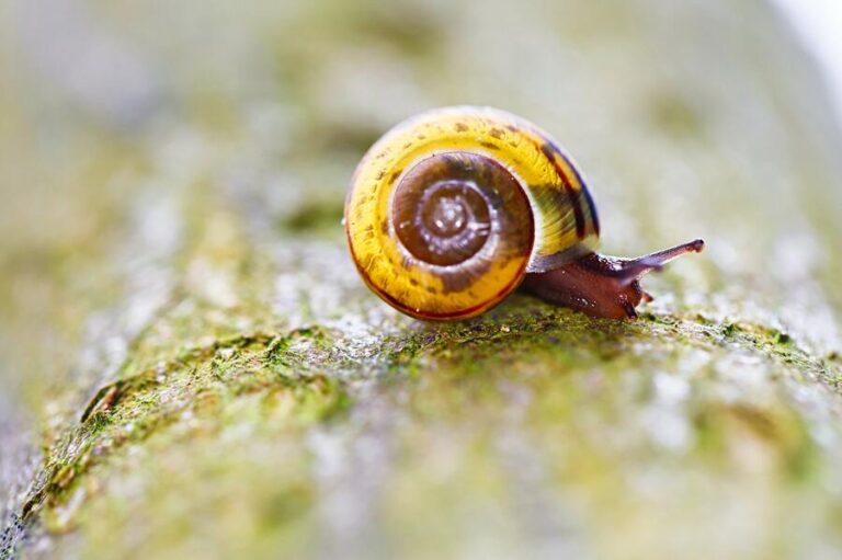Are Snails in the House Good Luck or Bad Luck? 9 Meanings
