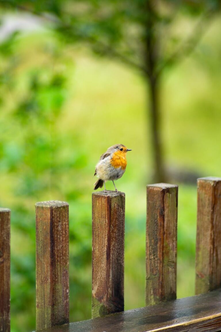 Does God Send Birds as Signs? 9 Birds with Prophetic Meaning