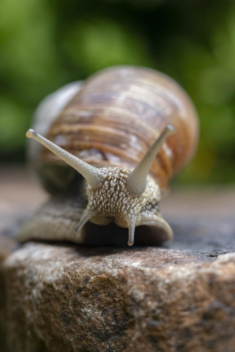 Are Snails in the House Good Luck or Bad Luck? 9 Meanings