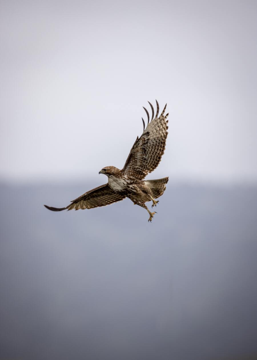 What Does it Mean When a Hawk Flies in Front of your Car?