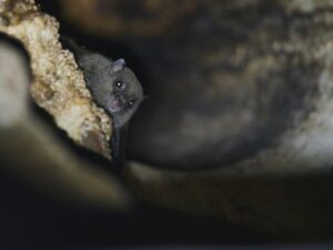9 Meanings of a Bat in The House - Is it a Sign of Death?