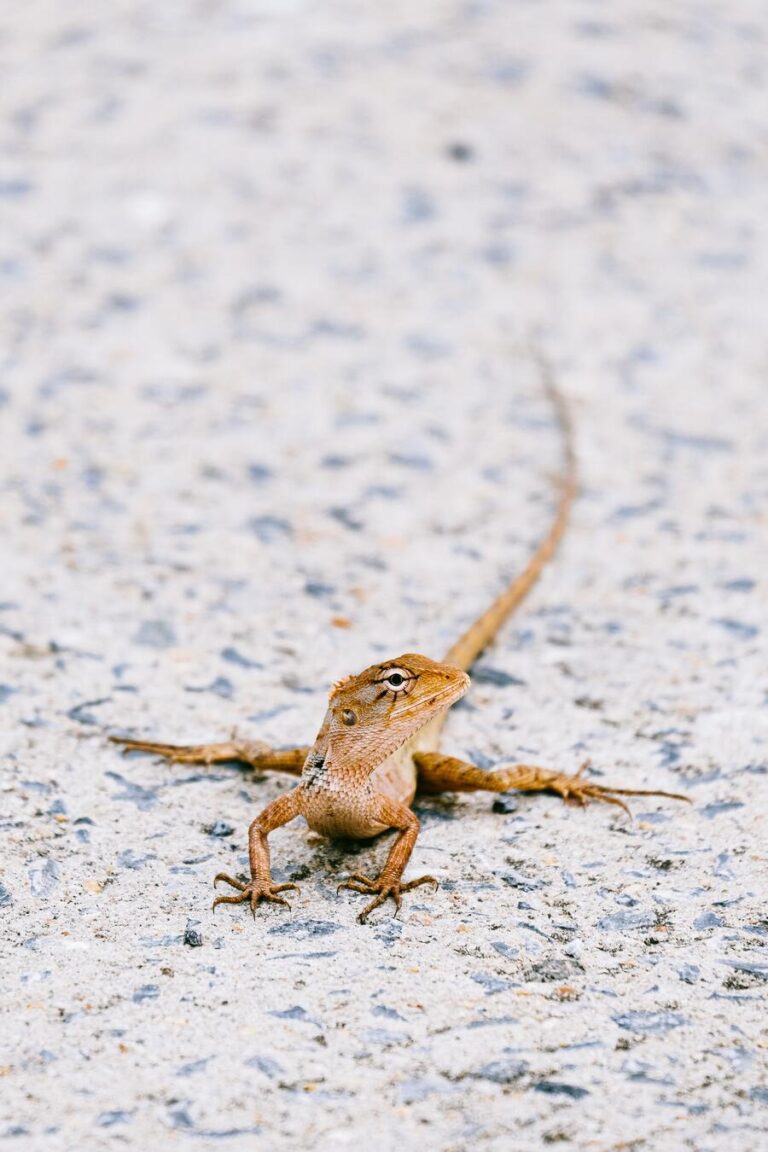 9 Spiritual Meanings of a Lizard in the House: Bad Luck?