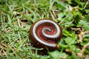 9 Shongololo Spiritual Meanings: Inside Your House