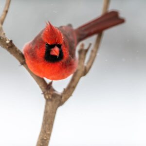 11 Spiritual Meanings of 2 Red Cardinals Together