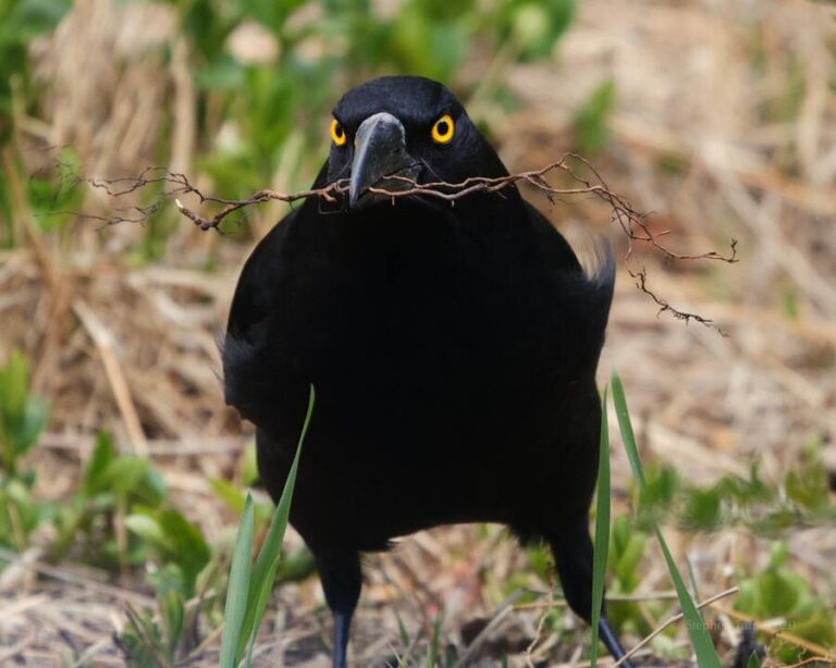15 Spiritual Meanings of Seeing Black Birds: Bad Omen?