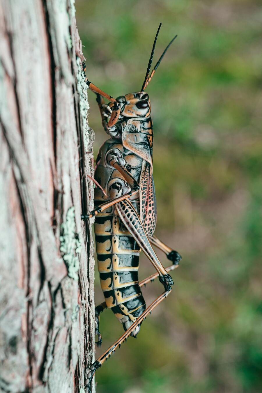 13 Spiritual Meanings of a Grasshopper in Your Path