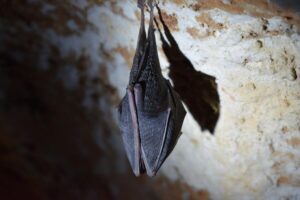 9 Meanings of a Bat in The House - Is it a Sign of Death?