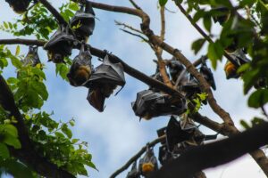 9 Meanings of a Bat in The House - Is it a Sign of Death?