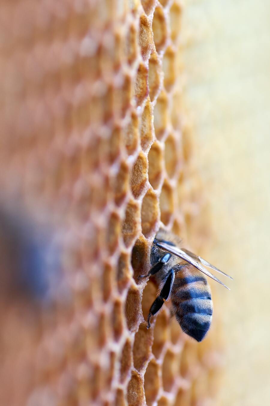 9 Honey Bee Spiritual Meanings and Symbolism