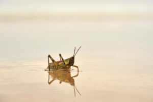 13 Spiritual Meanings of a Grasshopper in Your Path