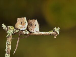 11 Mice Spiritual Meanings and Symbolism: It’s a Good Sign?