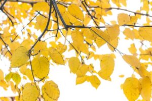7 Spiritual Meaning of Leaves: Colors and Types
