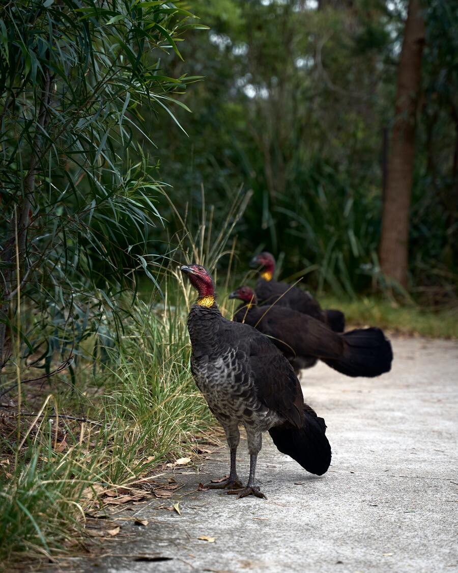 11 Meanings of Seeing Wild Turkeys (Crossing Your Path)