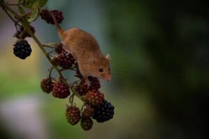 11 Mice Spiritual Meanings and Symbolism: It’s a Good Sign?