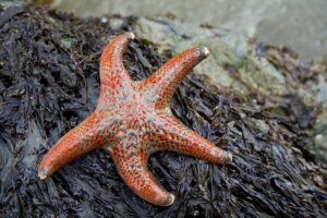 11 Spiritual Meanings Of A Starfish (And Symbolism)