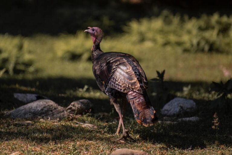 11 Meanings of Seeing Wild Turkeys (Crossing Your Path)