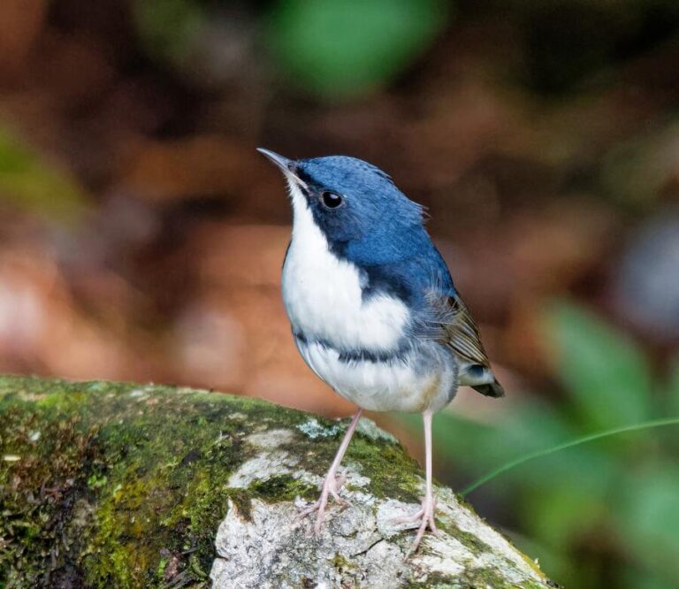 Blue Cardinal Spiritual Meaning: 9 Messages You Should Know