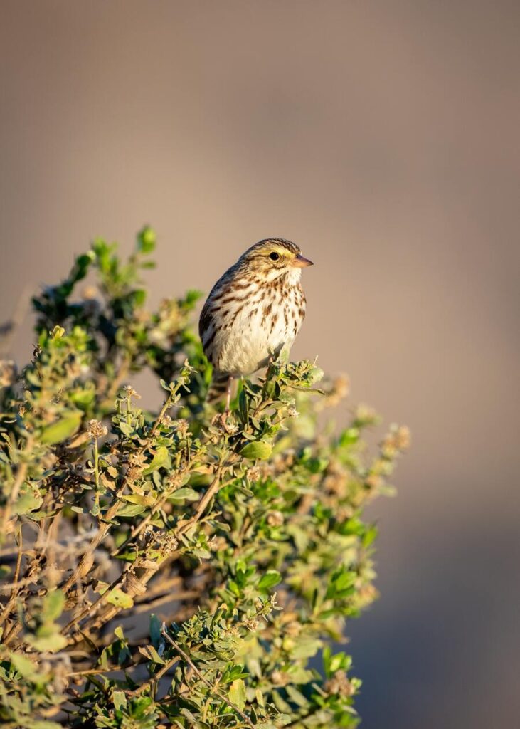 9 Meanings of a Sparrow in the Bible (+3 Verses)