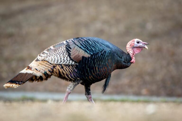11 Meanings of Seeing Wild Turkeys (Crossing Your Path)