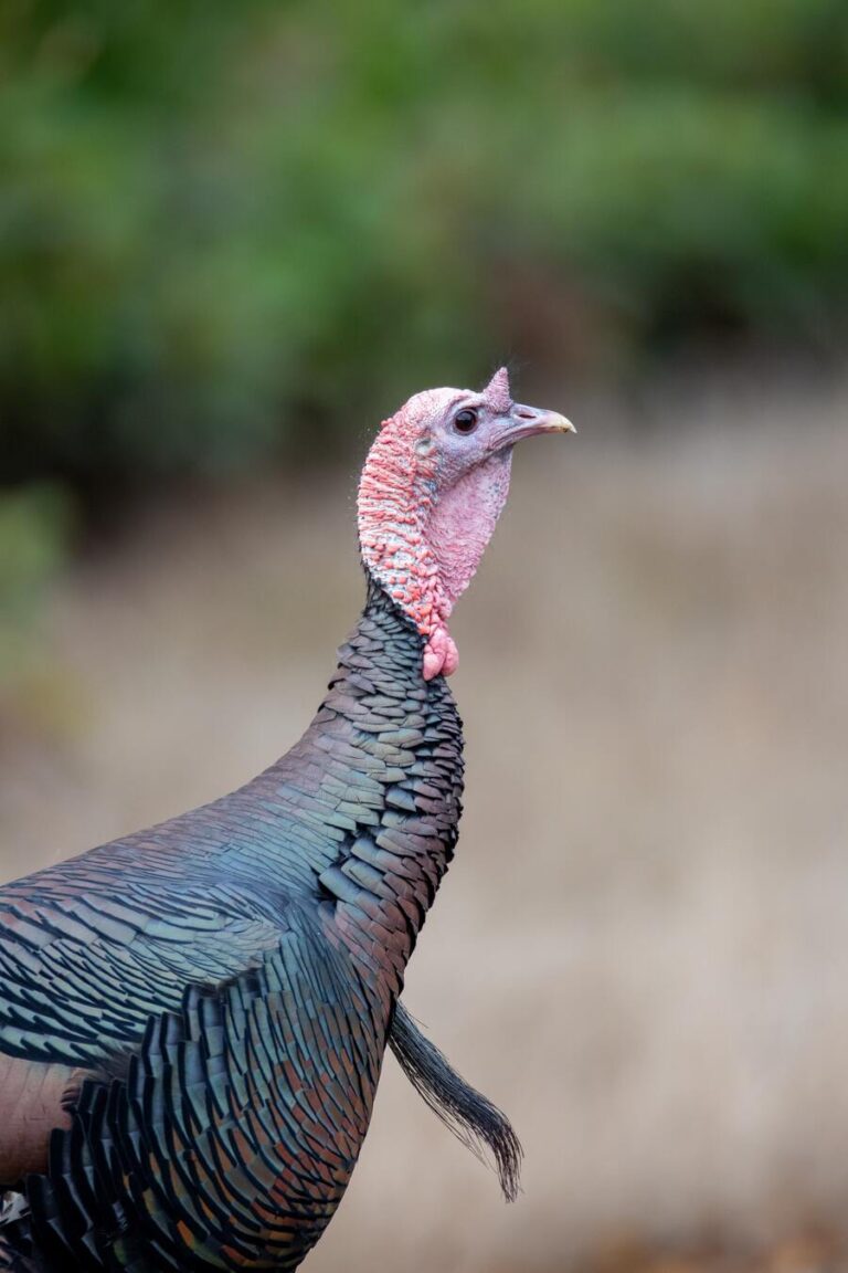 11 Meanings of Seeing Wild Turkeys (Crossing Your Path)