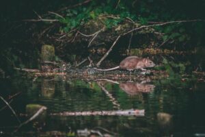 11 Mice Spiritual Meanings and Symbolism: It’s a Good Sign?