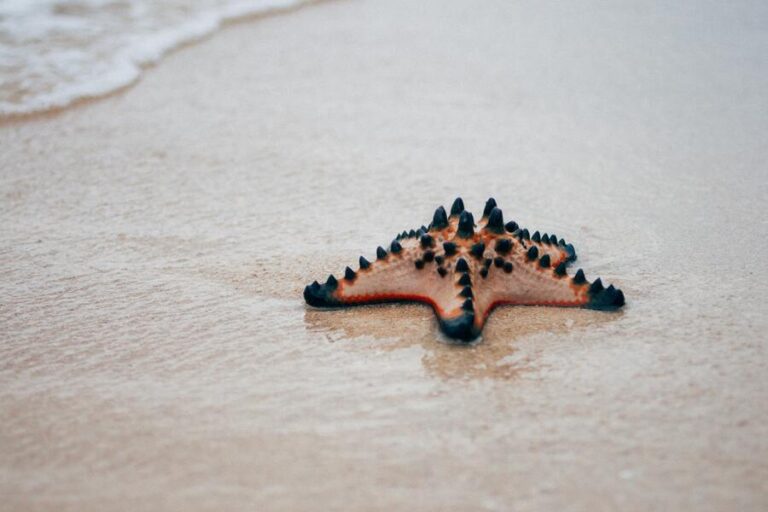 11 Spiritual Meanings Of A Starfish (And Symbolism)