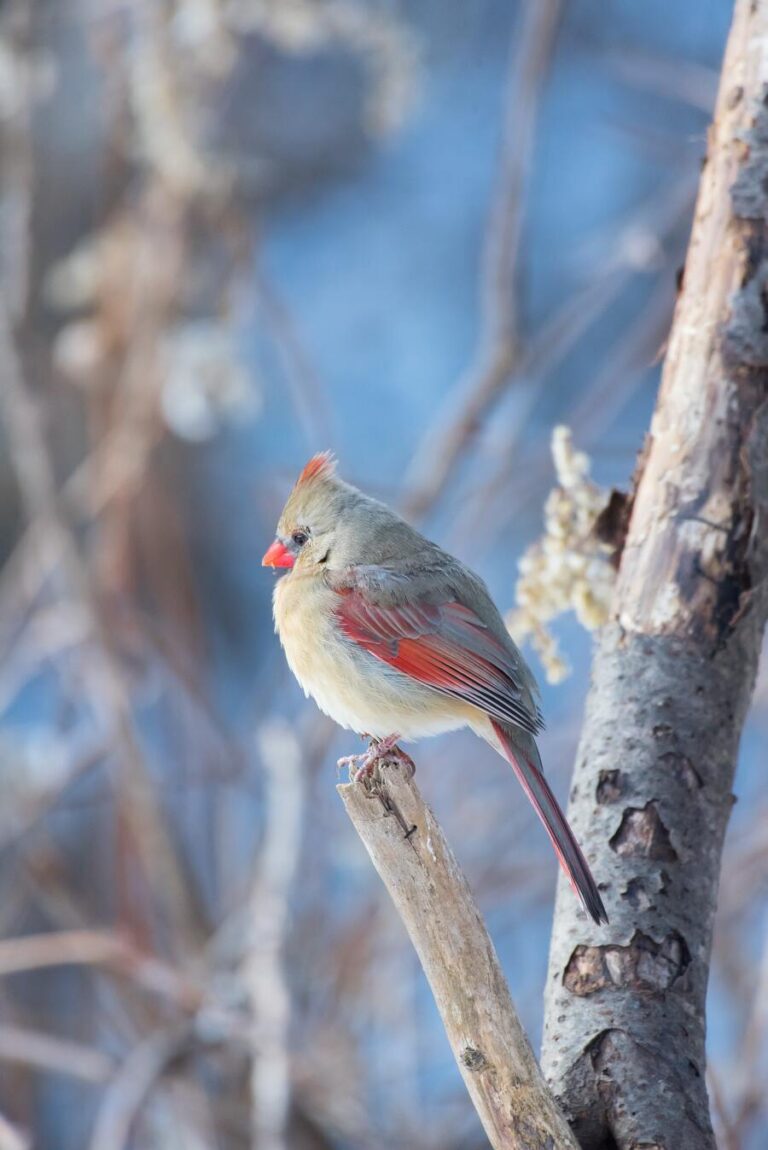 Blue Cardinal Spiritual Meaning: 9 Messages You Should Know
