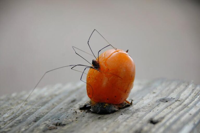 9 Spiritual Meaning of Daddy Long Legs: It's Good Luck?