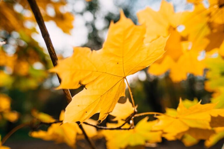 7 Spiritual Meaning of Leaves: Colors and Types