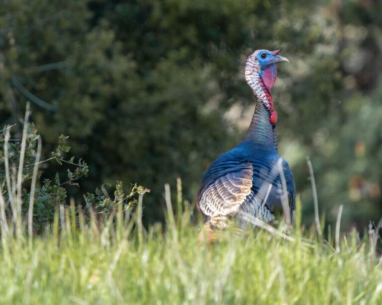 11 Meanings of Seeing Wild Turkeys (Crossing Your Path)