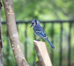 2 and 3 Blue Jays Spiritual Meaning: 9 Amazing Messages