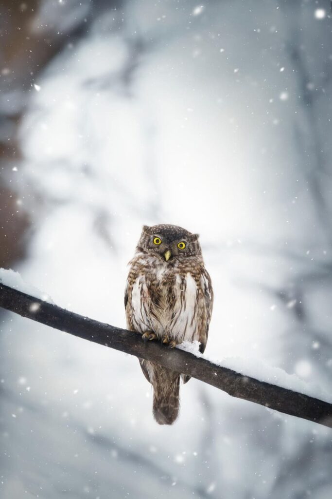 9 Spiritual Meanings Of Owls In Dreams: Brown, White, Black