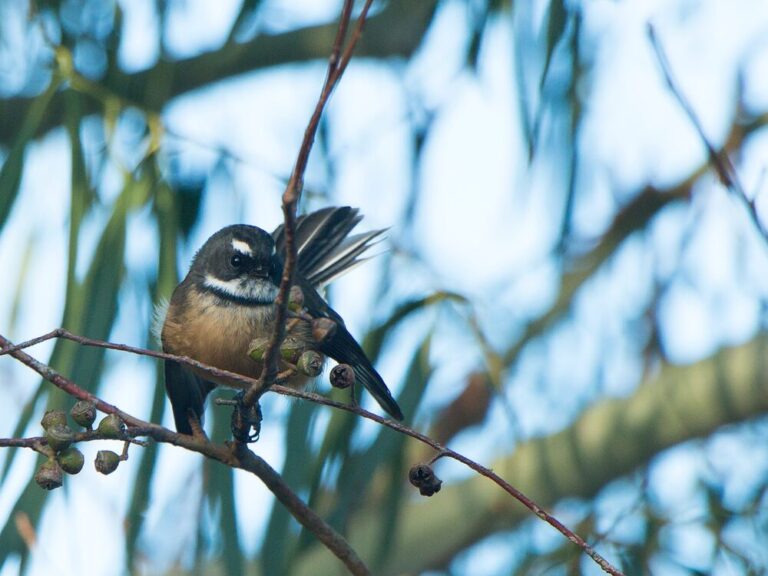 9 Fantail Bird Spiritual Meanings: It’s a Good Luck Sign?